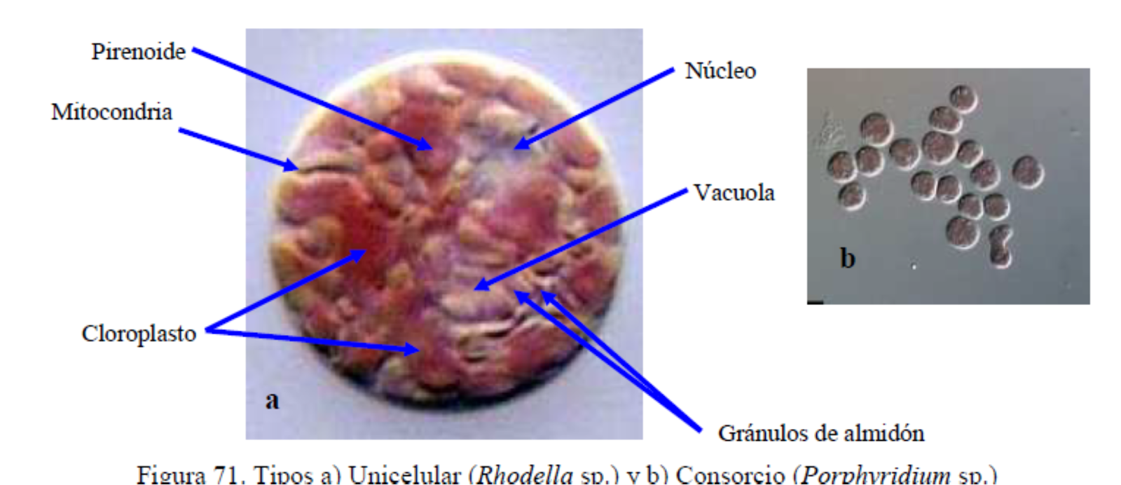 Ciencias Naturales CEUJA Tercero: RHODOPHYTAS (ALGAS ROJAS)