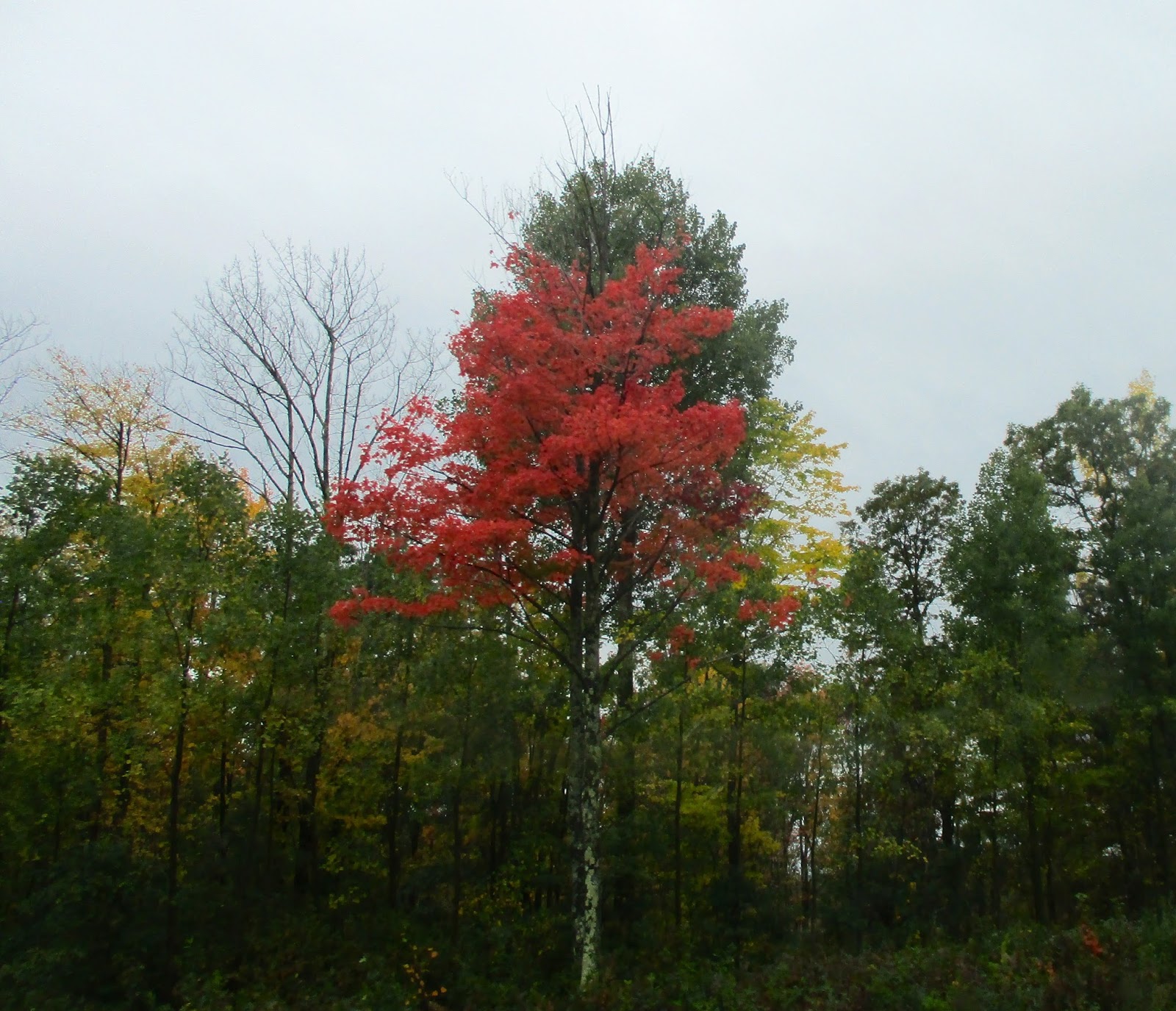 Art's Bayfield Almanac: NORTHERN WISCONSIN FALL COLOR REPORT