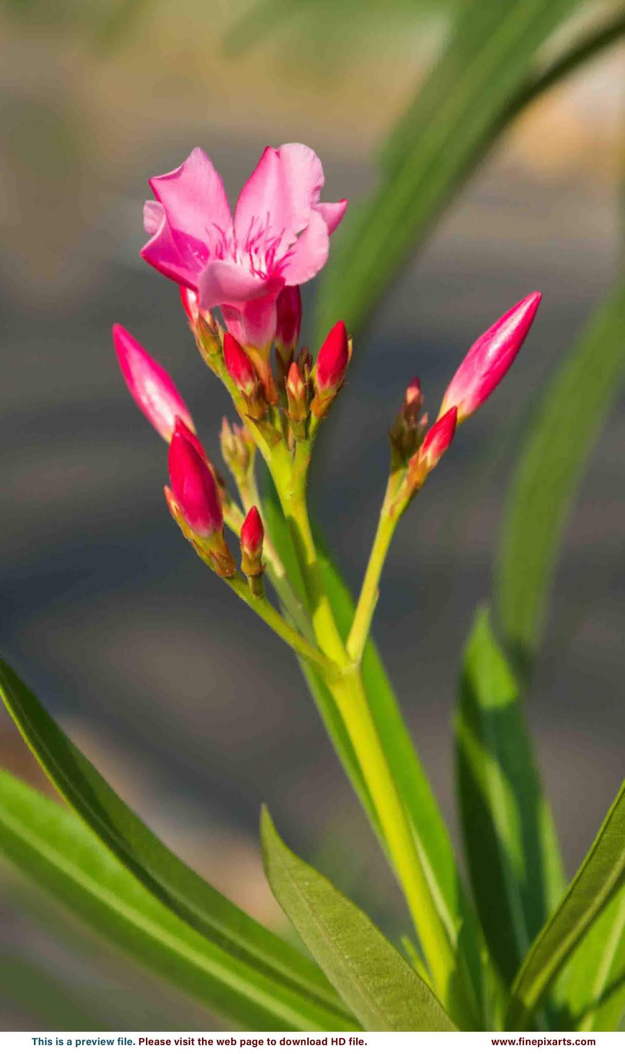 Oleander flower 00003