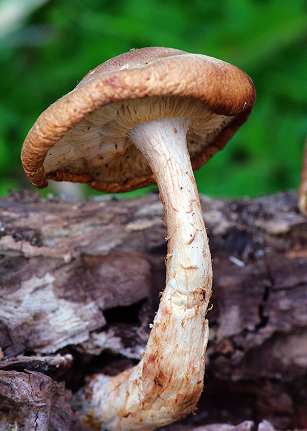 About Health: Shiitake mushroom