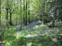 Dunster Lodge (Sherlock's Home): Forest Park - North Devon