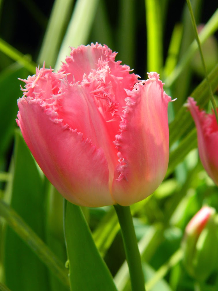 Garden Muses: A Small Toronto Gardening Services Company Blog ...