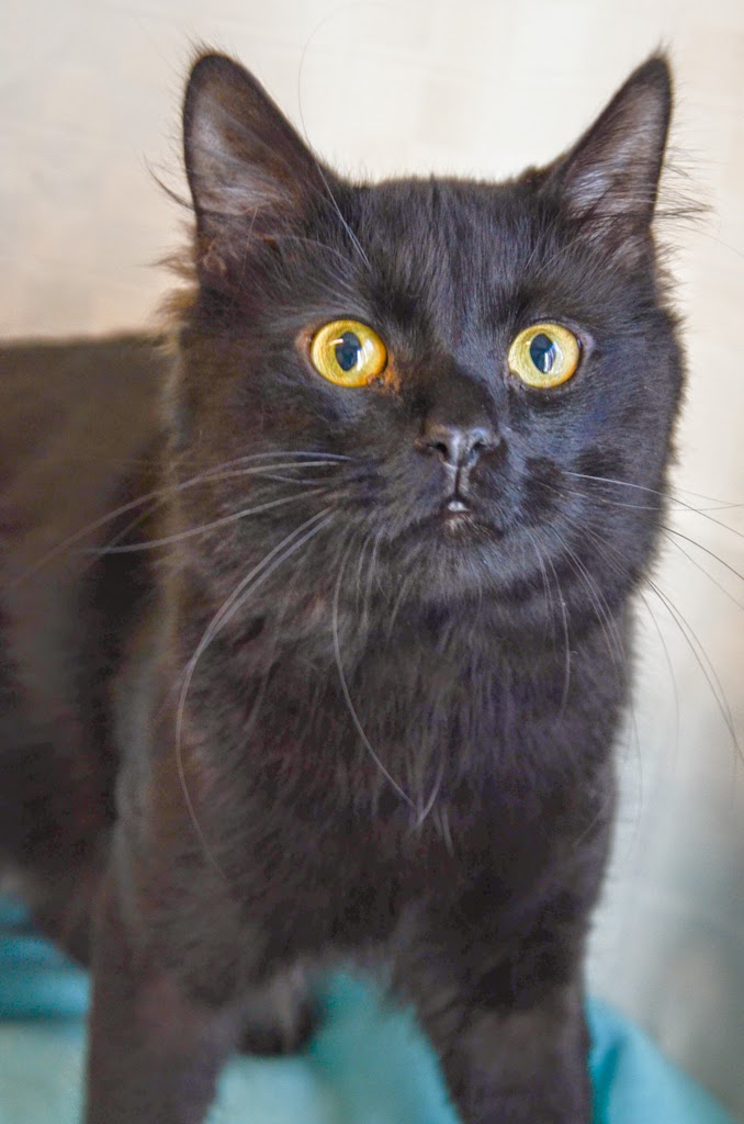 Progressive Charlestown: Kitty of the week