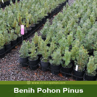 Menanam Pohon Pinus dari Biji, Bisakah? Begini Tipsnya! - Ciriciripohon.com
