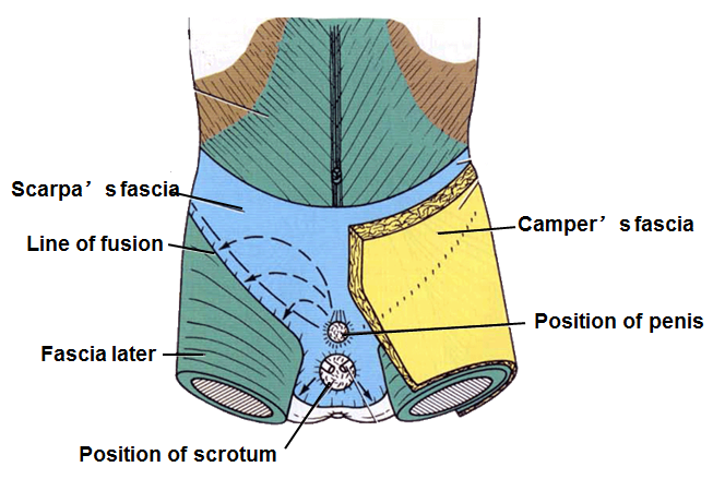 Human Anatomy: Pelvis and Perineum (Lecture Notes)