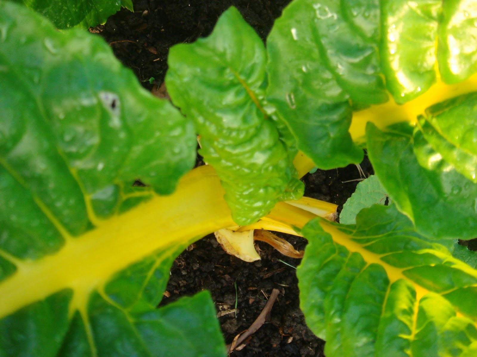 Swiss chard and I gush (only a little) about Nigel Slater - The ...