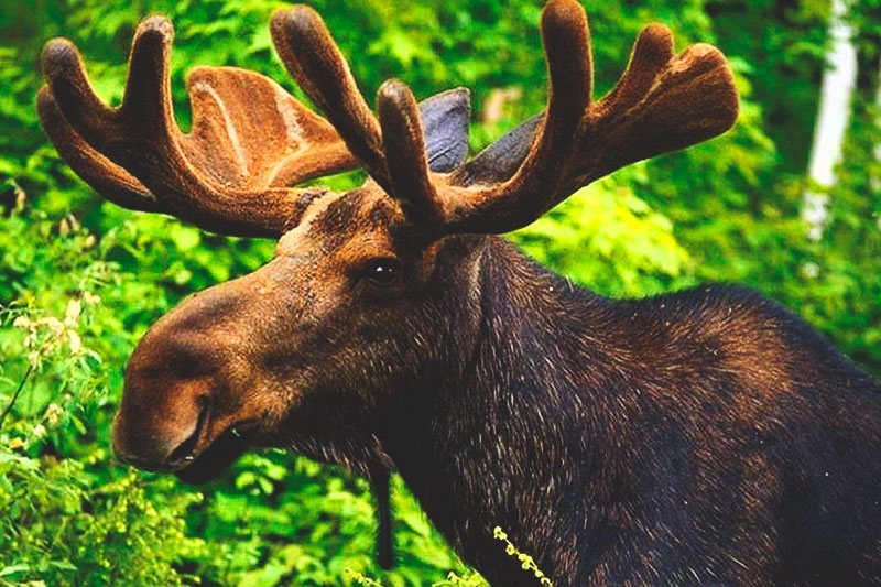 Curiosidade Animal: Alces Selvagens