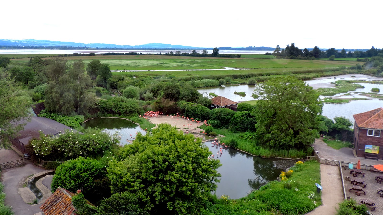 The Glebe Blog: Slimbridge Wetland Centre