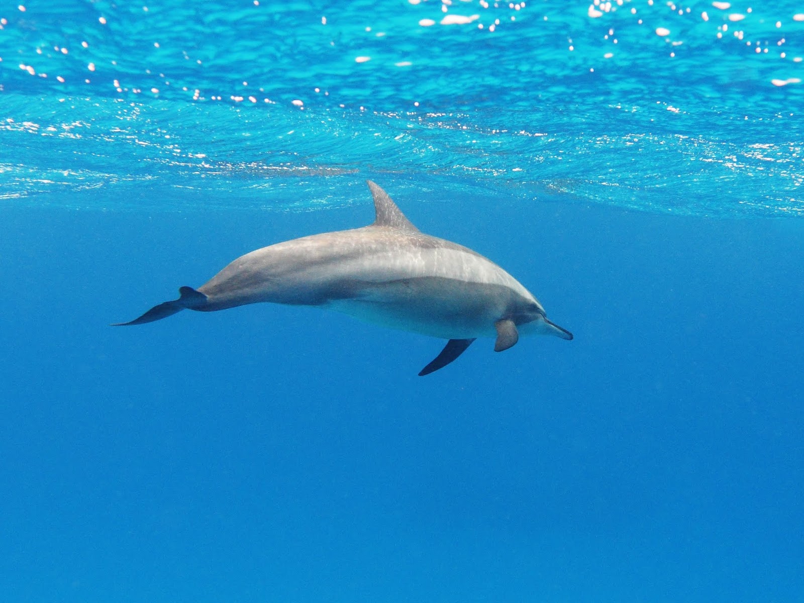 ANIMALS TIME : Dolphins time (hora de los delfines) Gallery 4