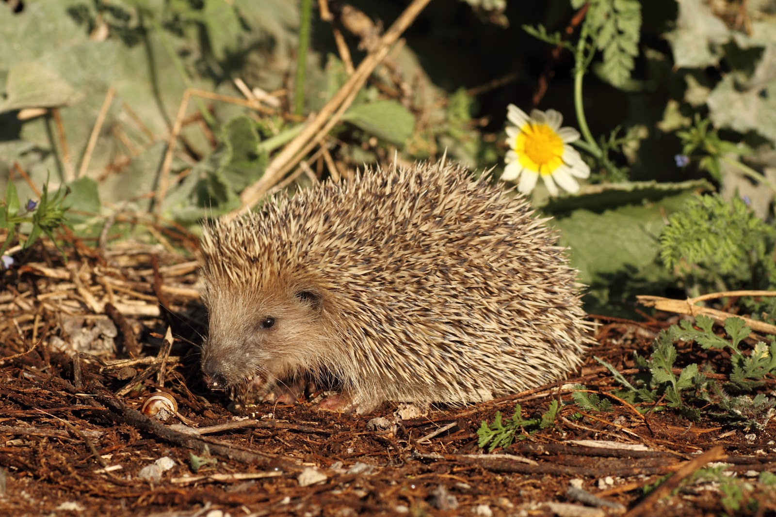 animales ibéricos en la cultura popular: Erizo europeo (Erinaceus ...