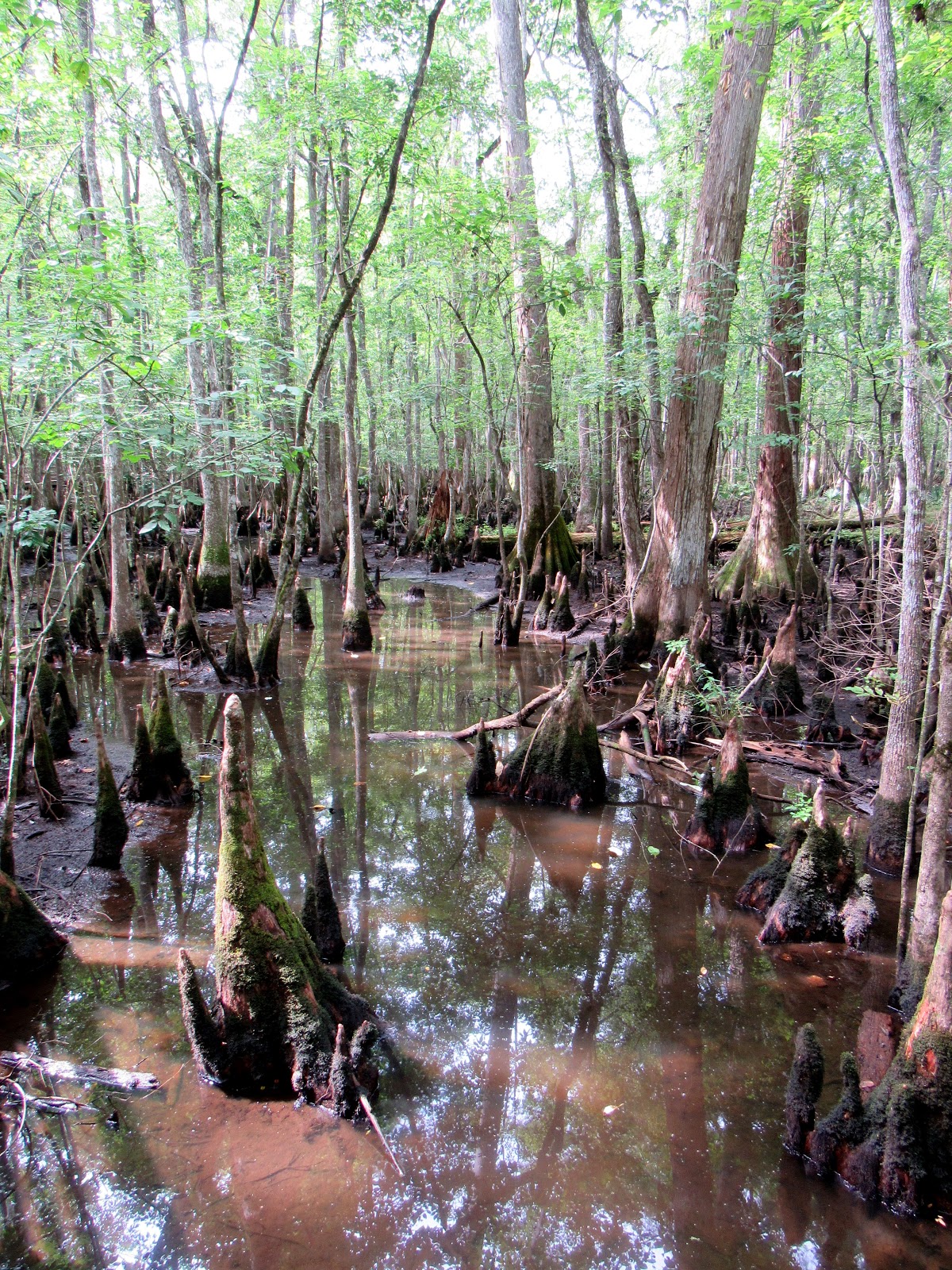 Exploring New Places: South Carolina's Cypress-Tupelo Swamps