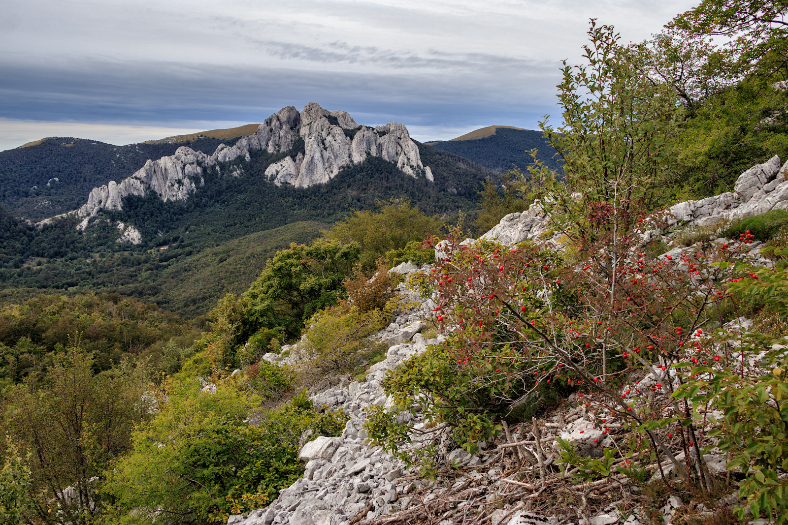 PICUGI POREČ - KAMENJAK RAB: DABARSKI KUKOVI – KOKIR