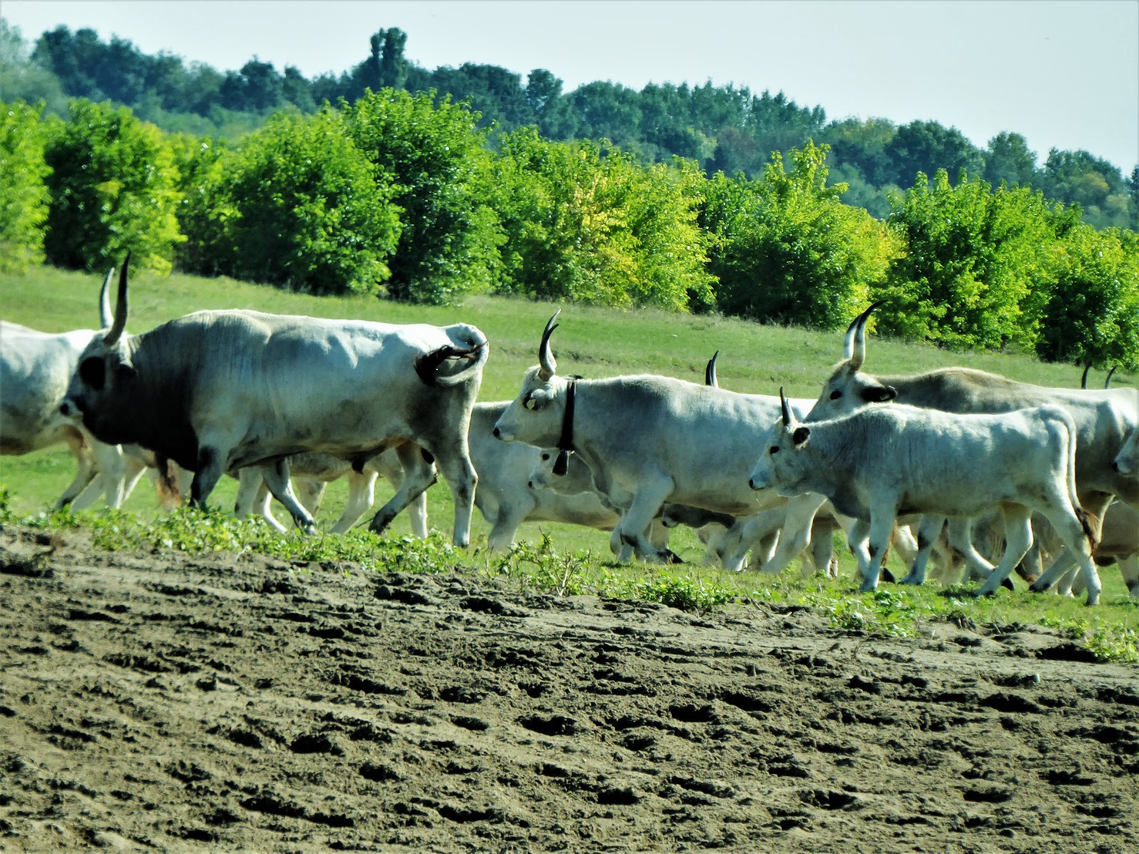 Morgen ist alles anders: Die Bugac Puszta.....