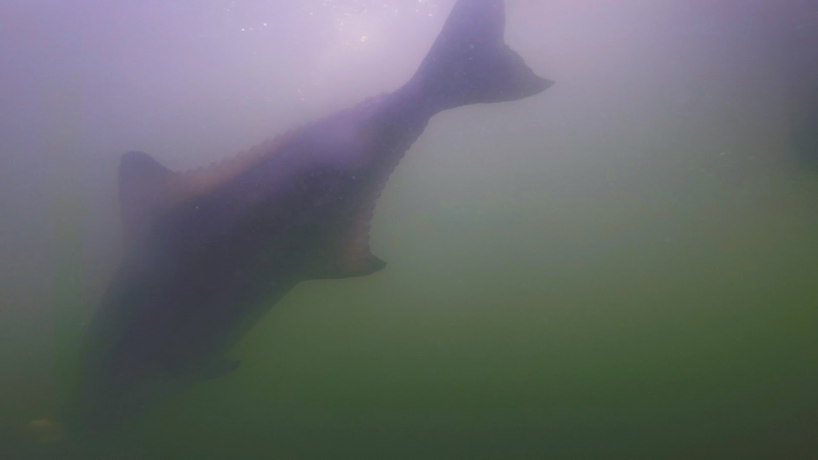 Jim Baugh Outdoors TV: Spade Fish 2019!!! JBOTV feature with Captain ...