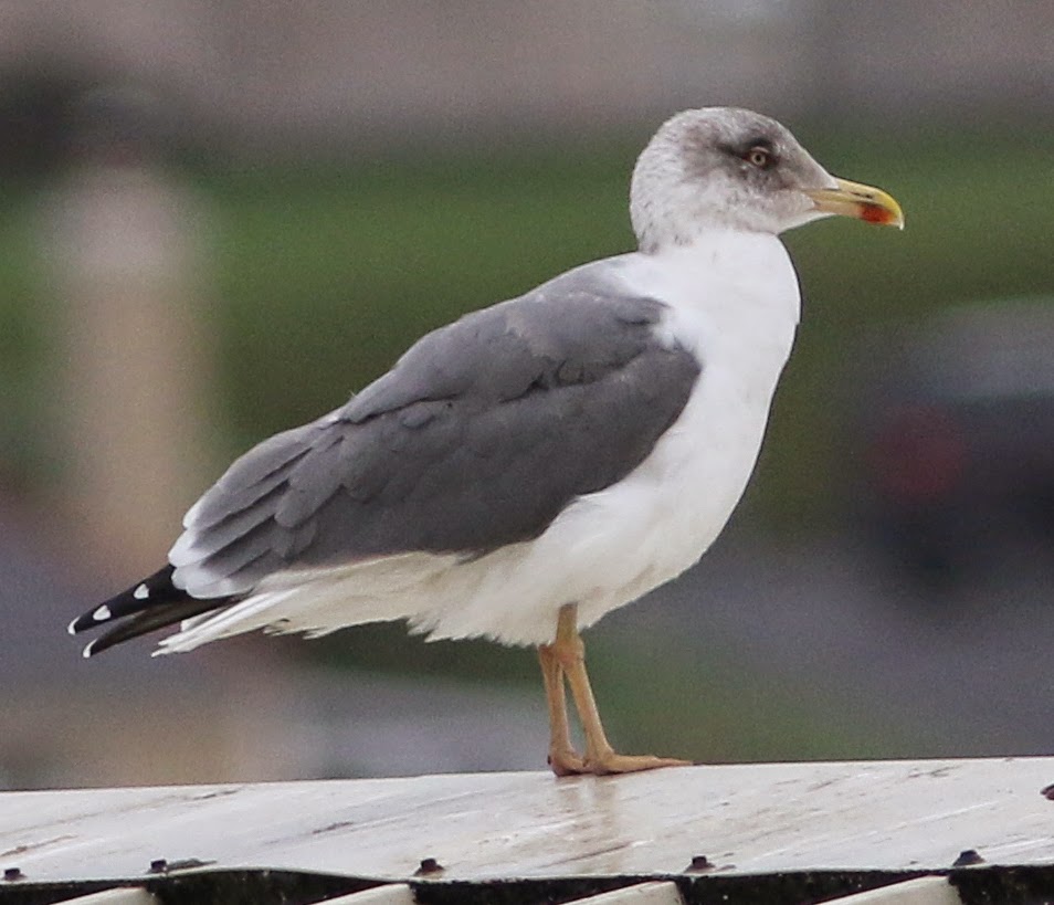 Kerry Birding: Azorean YL Gull still present