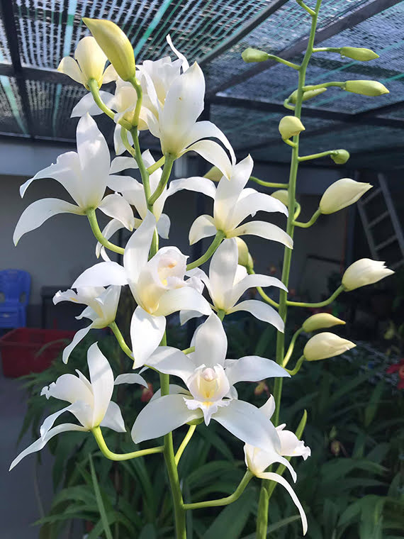 Cymbidium insigne f. album (O'Brien) O.Gruss & M.Wolff