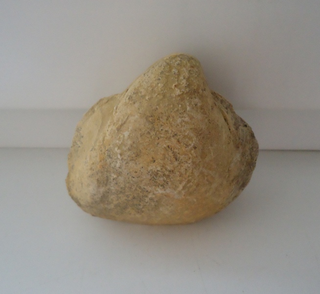 Fossils & Antiques: Fossil Sea Shell Mussel