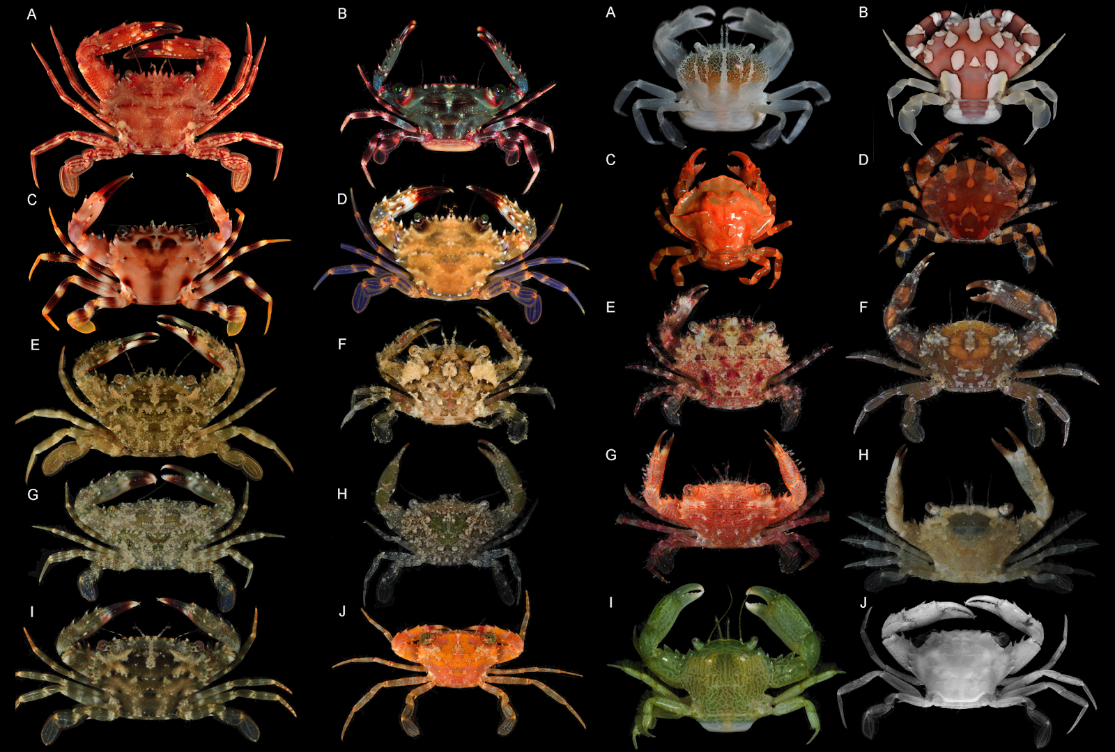 Species New to Science: January 2018