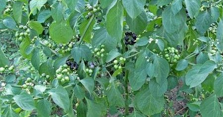 Daun Ranti Sebagai Obat Pilek dan Penurun Panas Alami Warisan Nenek Moyang