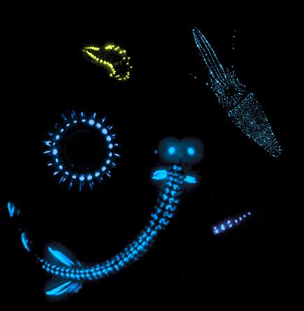 Rockin' My World: Glowing Deep Sea Creatures