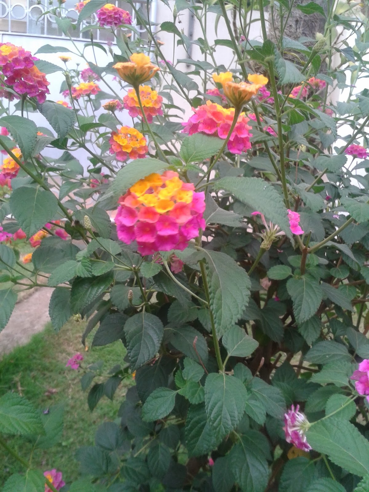 explorerkerala.com: Lantana, Kongini flower- the traditional flower of ...