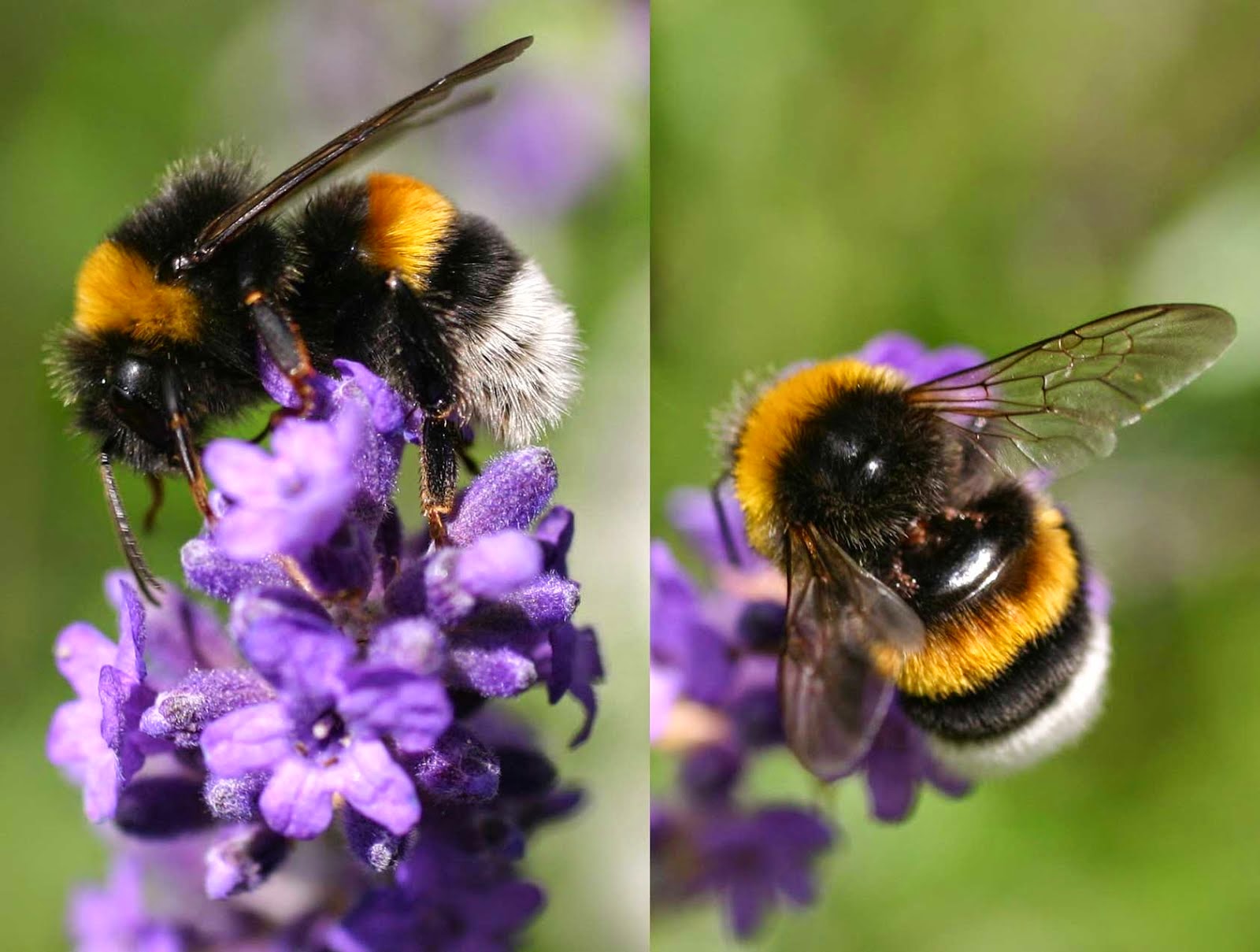 BAMBUS ARISI Bombus Ar s Nedir bambus-arisi-bombus-ar-s-nedir