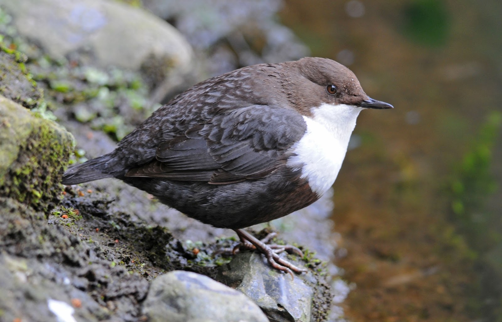 Bill's Birding: The Nation's Favourite Dipper