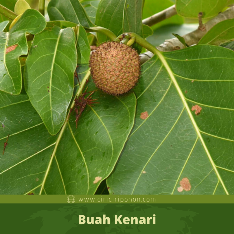 Ciri Ciri Pohon Kenari / Bangkal (Nauclea orientalis) Di Alam Liar ...