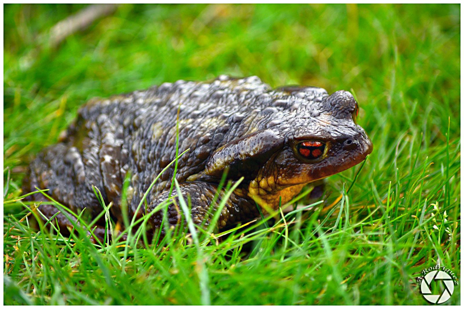 Naturaleza y Paisajes de España: Sapo común (Bufo bufo)