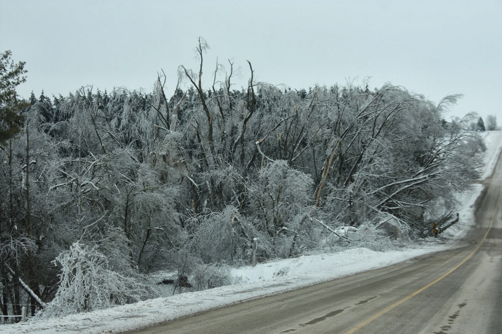 Anja's Photo Journal: Ice-Storm Damaged Trees