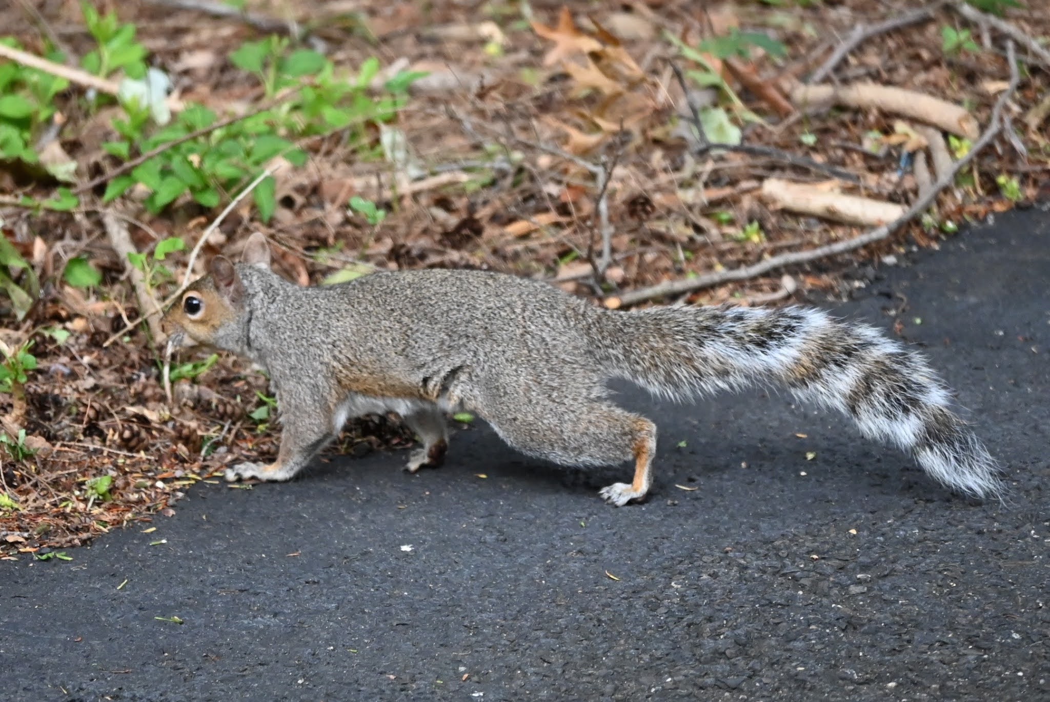 Urban Wildlife Guide: An Unusual Squirrel