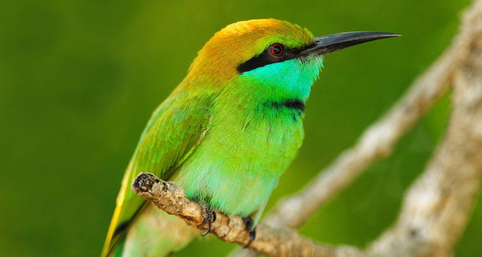 ANIMALS TIME : Three cute images time (hora de tres imágenes tiernas)