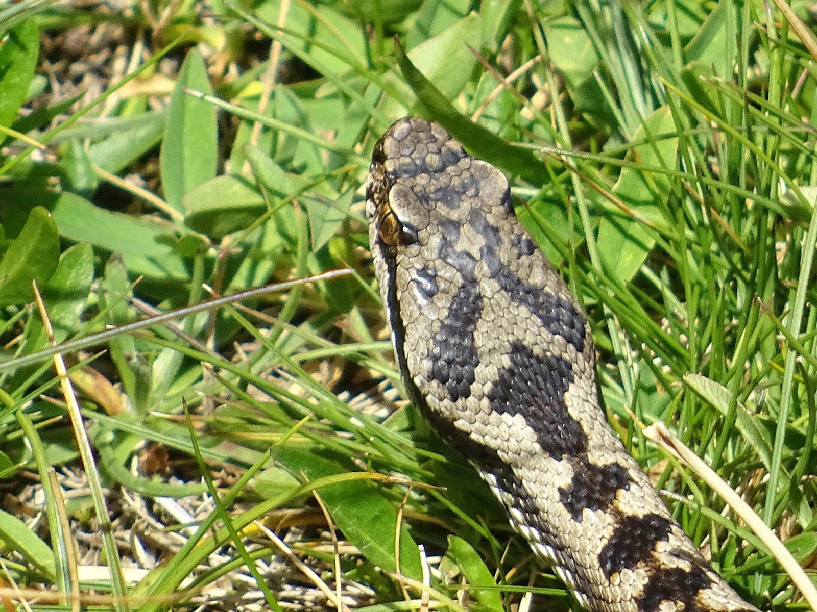 ARTÍCULOS, RESEÑAS LITERARIAS Y EXCURSIONES Carlos Bravo Suárez: CULEBRAS