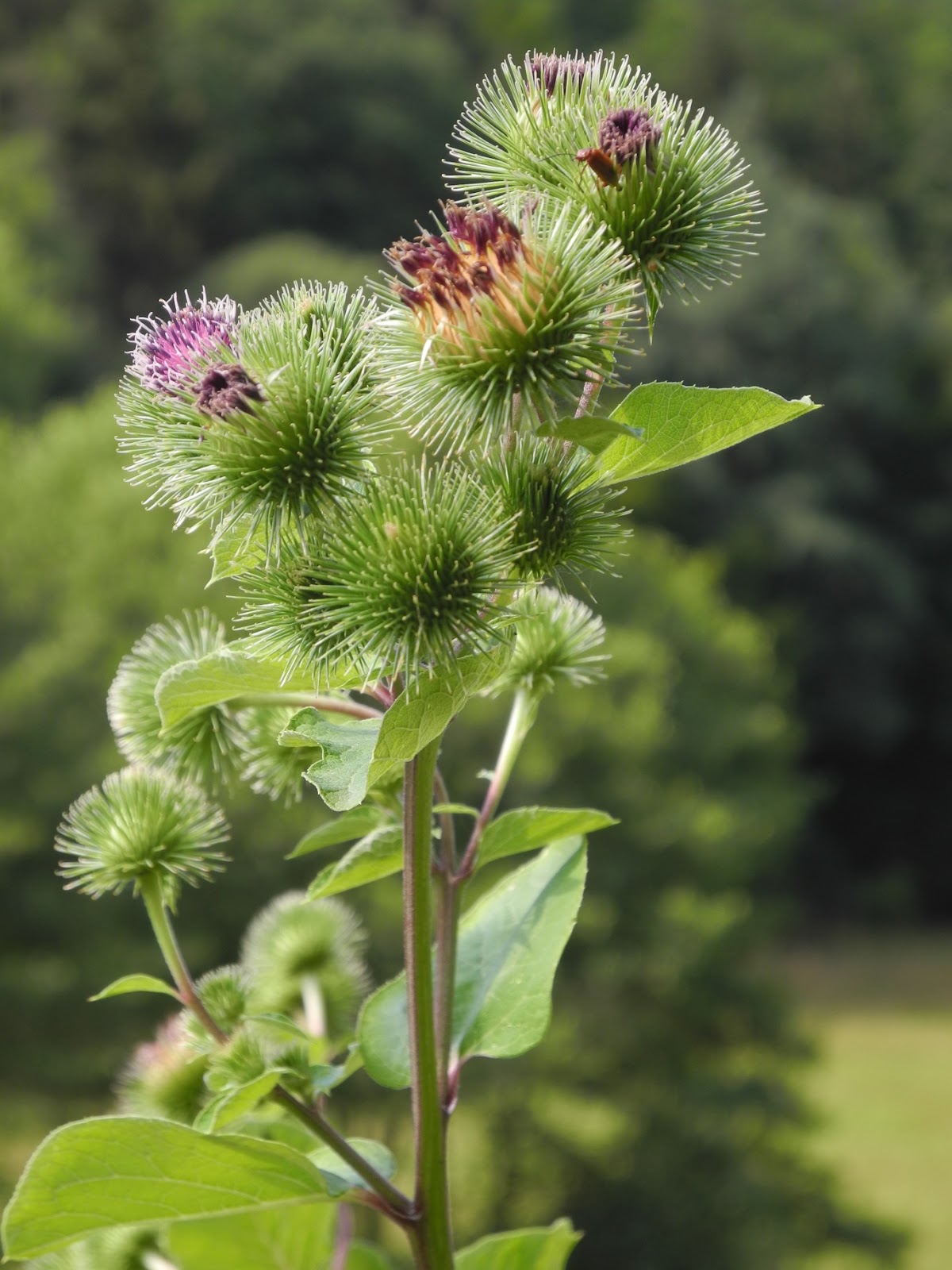 Schmiedegarten: Anhängliche Kletten