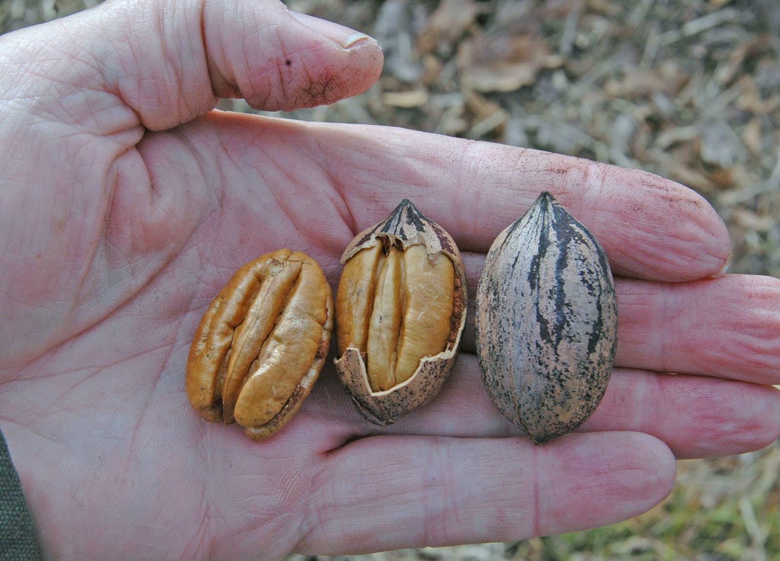 Northern Pecans: Giving pecan trees room to grow