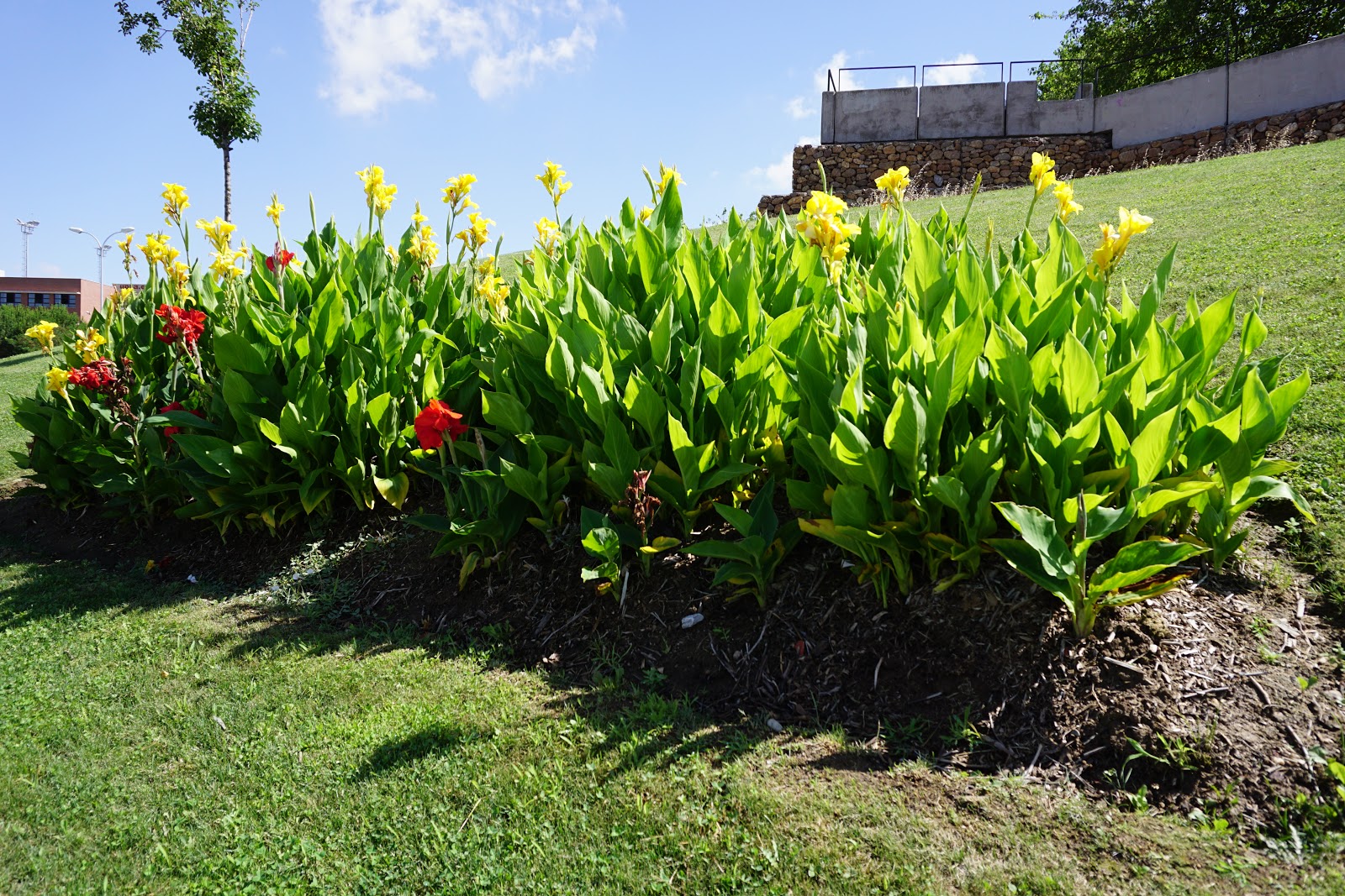 Plantas de Huerta Otea, Salamanca: Achira, capacho (Canna indica)