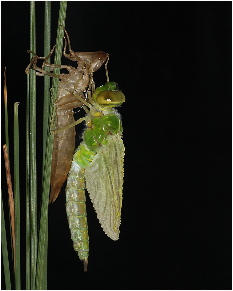 Kent Dragonflies: The BEST Emergence Photos
