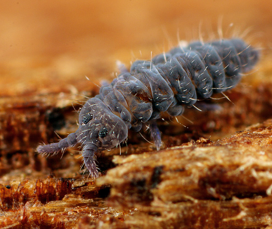 Variety of Life: Collembola