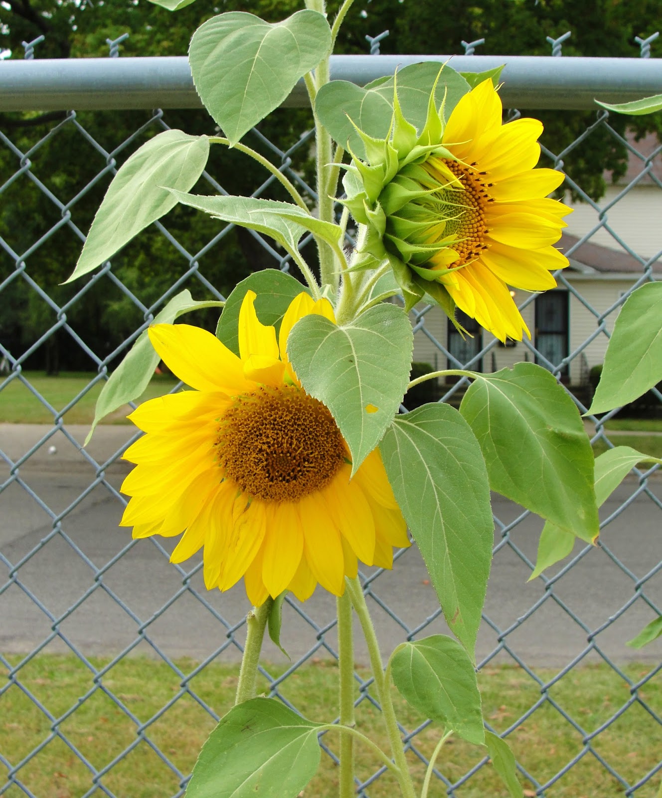 INTO THE VAGUE: September Flowers