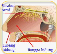 BIOLOGY SPOT: ALAT INDRA MANUSIA