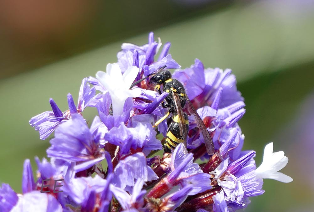 Mallorca es así también: Insectos de primavera en el jardín