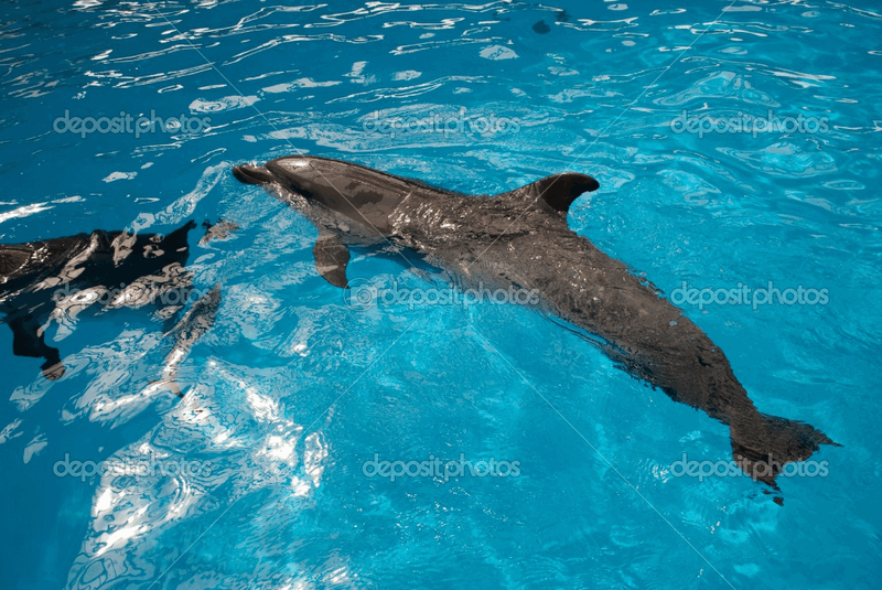 Animals World: dolphins inside water