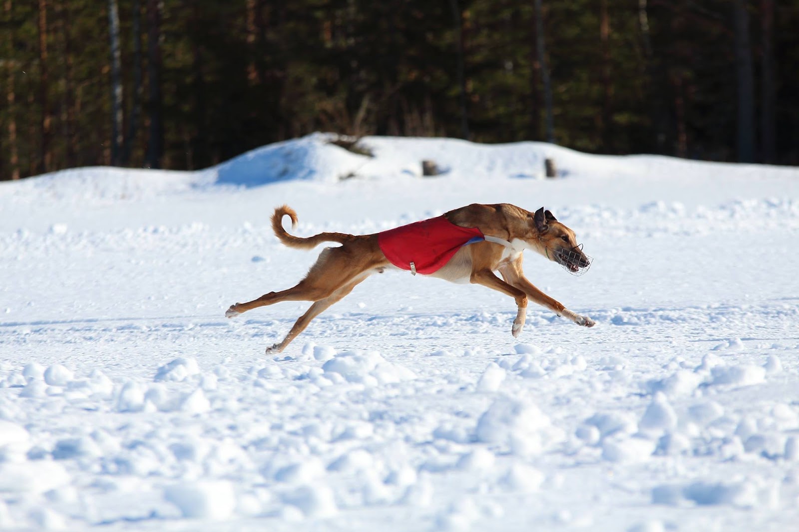 All about Highwind Sighthounds: Europei di coursing!!!!