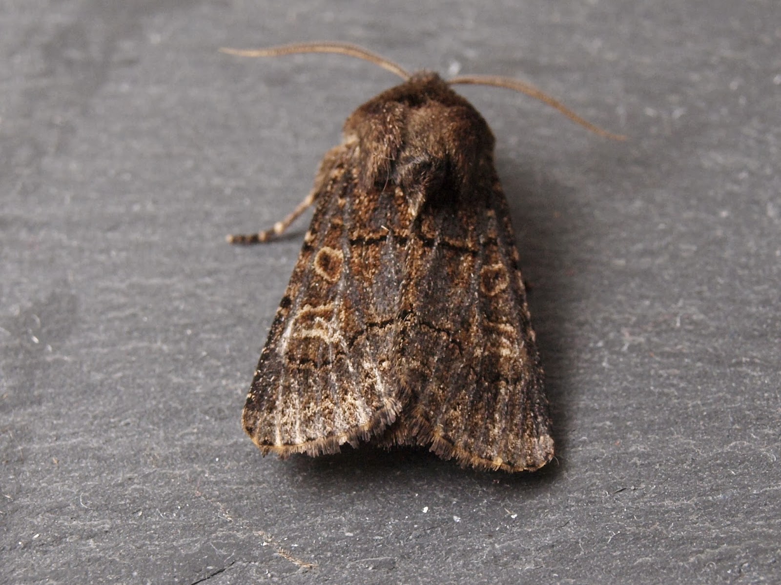 Ragged Robin's Nature Notes: Marsh Lane NR and Garden Birds and Moths