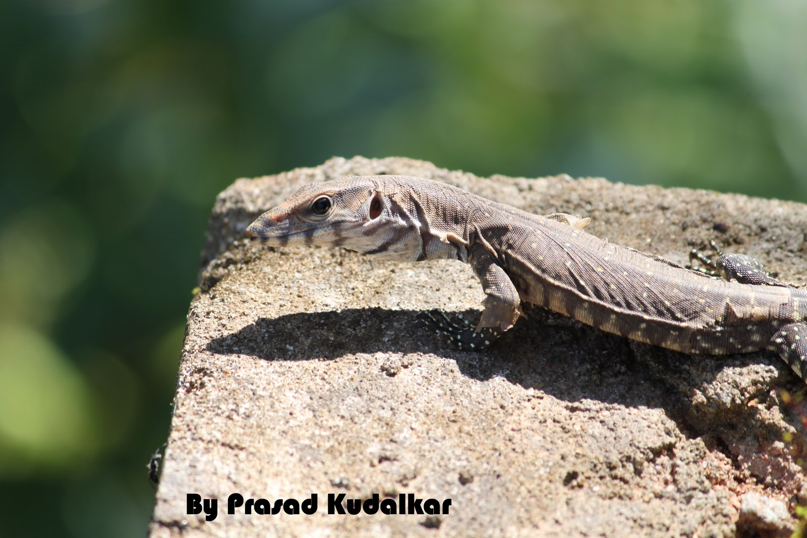 Wild Life Photography in Maharashtra: Reptiles in Maharashtra