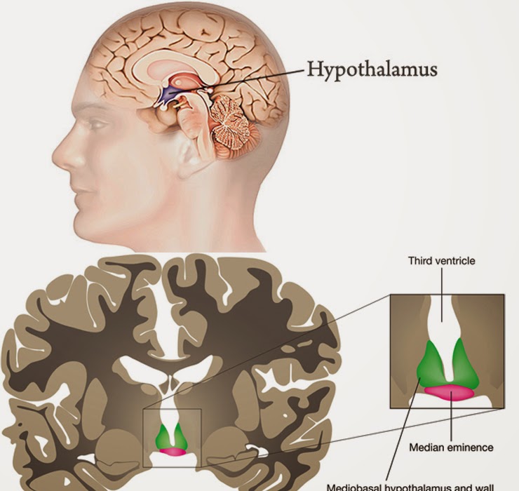 The Hypothalamus and Its Hormones | Safe Clinic