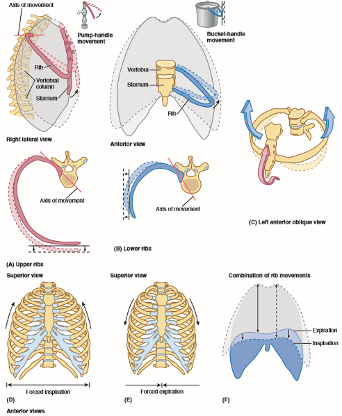 Torasik Apertürler (İnlet/Outlet) ve Toraks Duvarı Eklemleri
