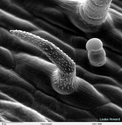 The Wonderful Microworld: Leaf Hairs - Plant Cells - trichomes