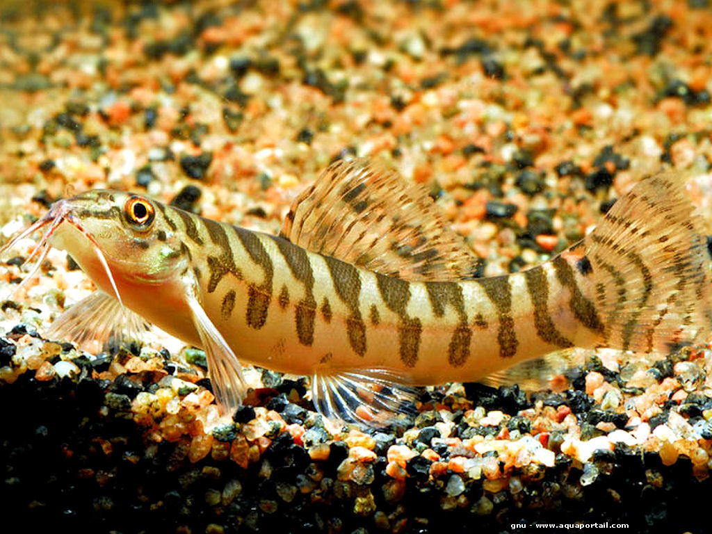 Tiger loach -Vairan ehirawa -(Acanthocobitis urophthalmus) | FRESHWATER ...