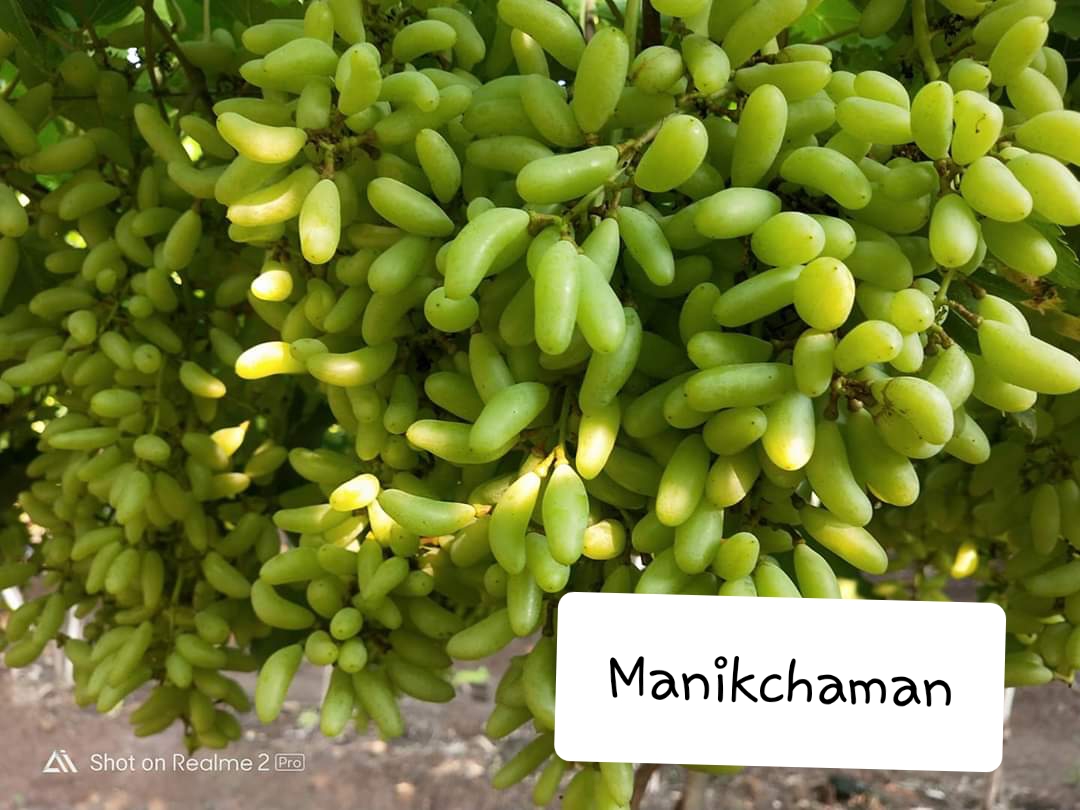 Galeri Foto Buah Anggur India Varietas Manik Chaman
